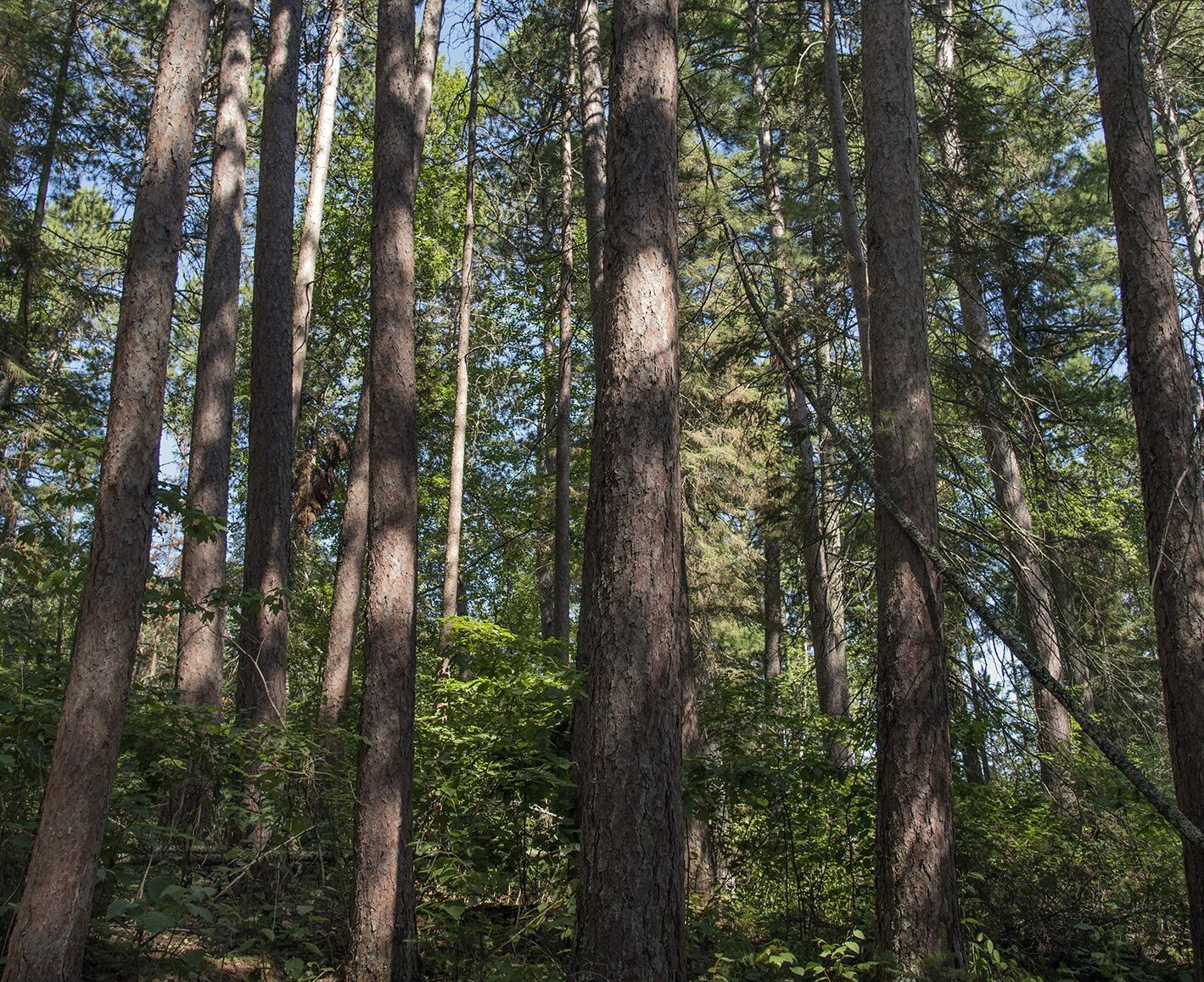 The critical role of Indigenous knowledge and old-growth forests ...